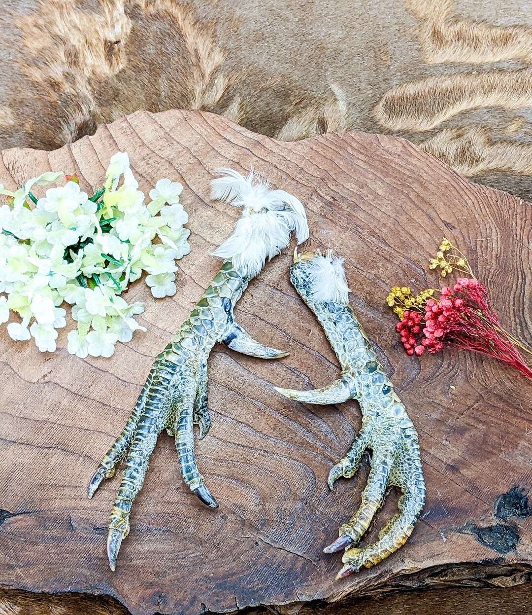 Lg Spur Chicken Foot Pair Curiosities Oddities Talisman Craft ...