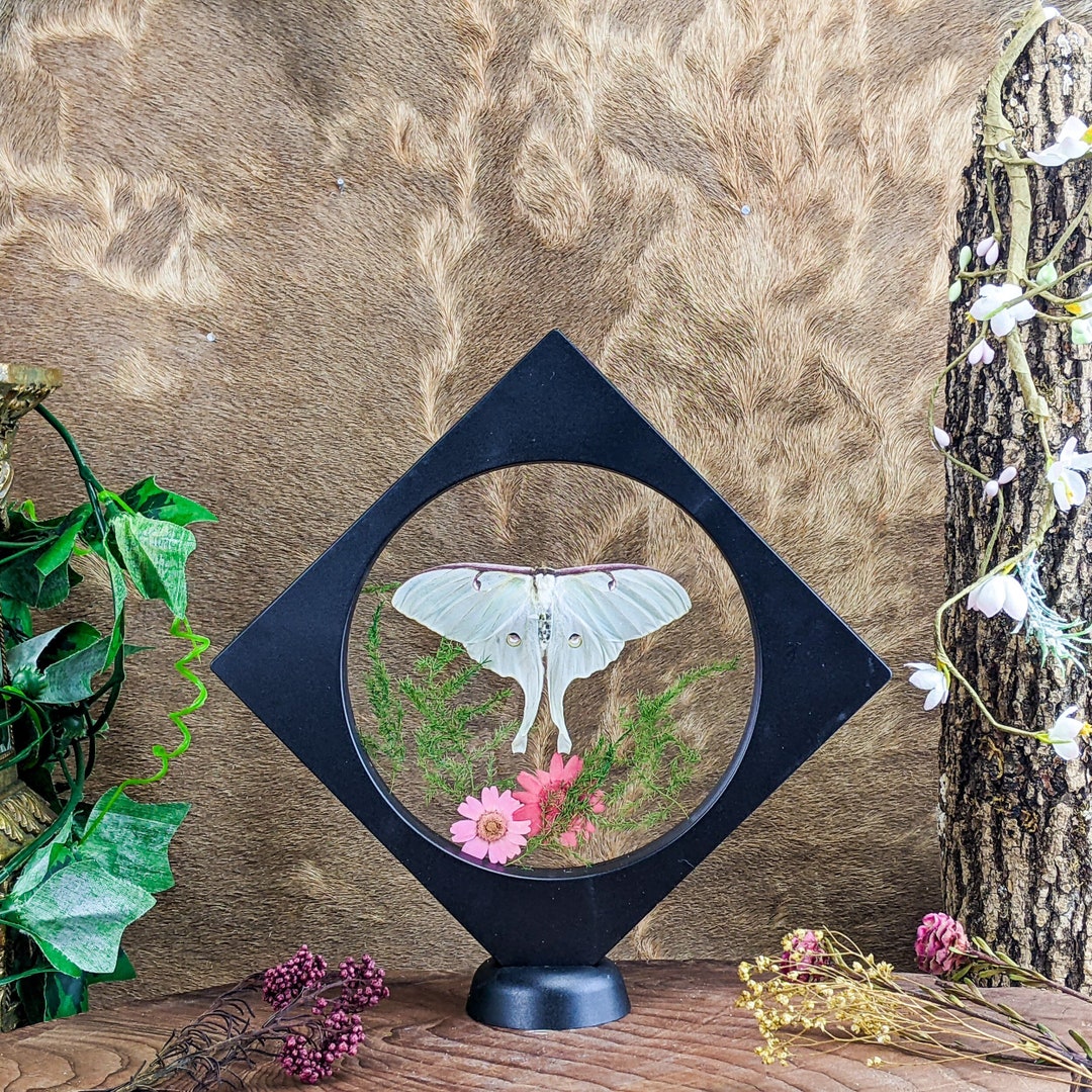 Bf61b Moon Luna Moth Floating Frame Entomology Taxidermy Curiosities ...