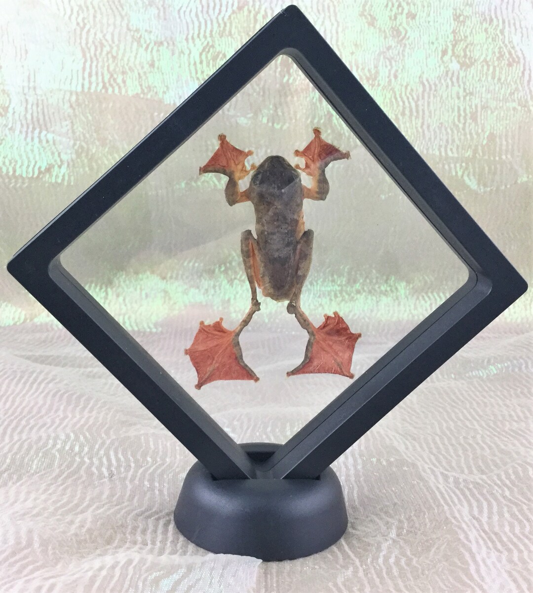 Harliquin Panther Gliding Tree Frog Floating Display Taxidermy Amphibian Collectible Specimen ...