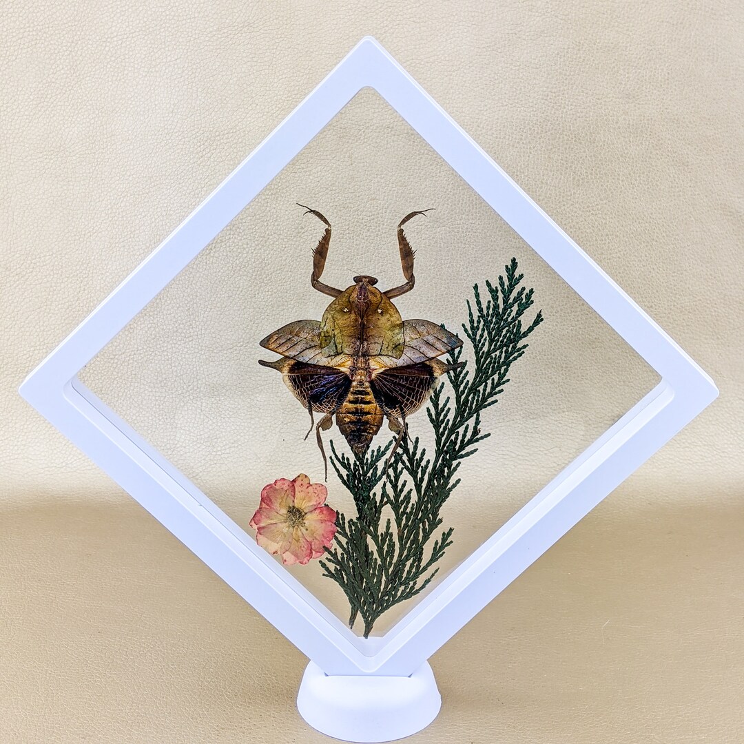 Dead Leaf Mantis Bug Framed Entomology Taxidermy Collectible Display ...