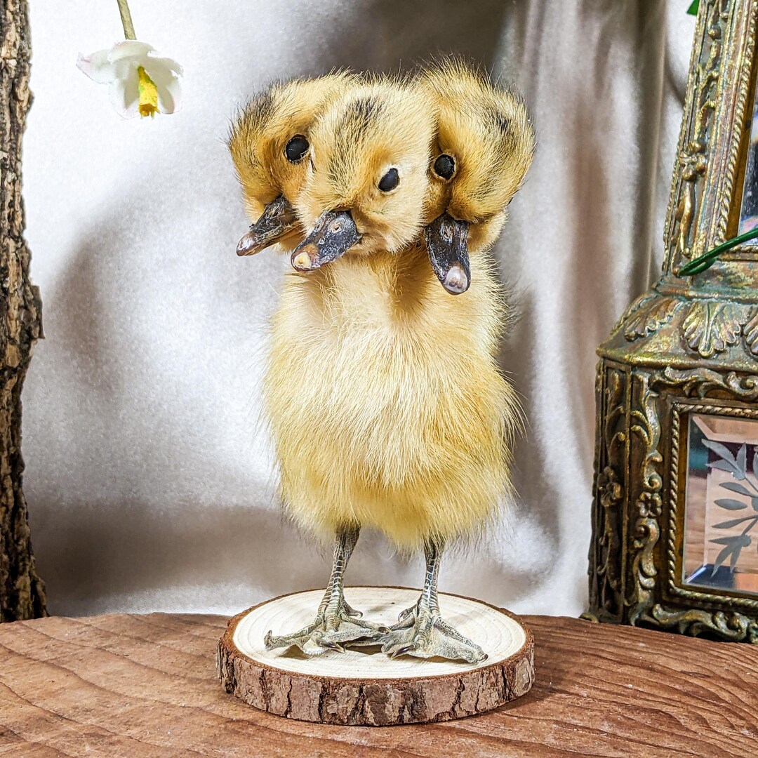 Three Headed Yellow Duck Taxidermy Oddities Curiosities Gaff Display ...