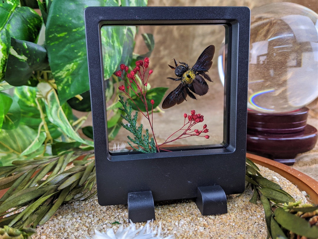 Tropical Carpenter Bee Floating Frame Display Iridescent Entomology ...