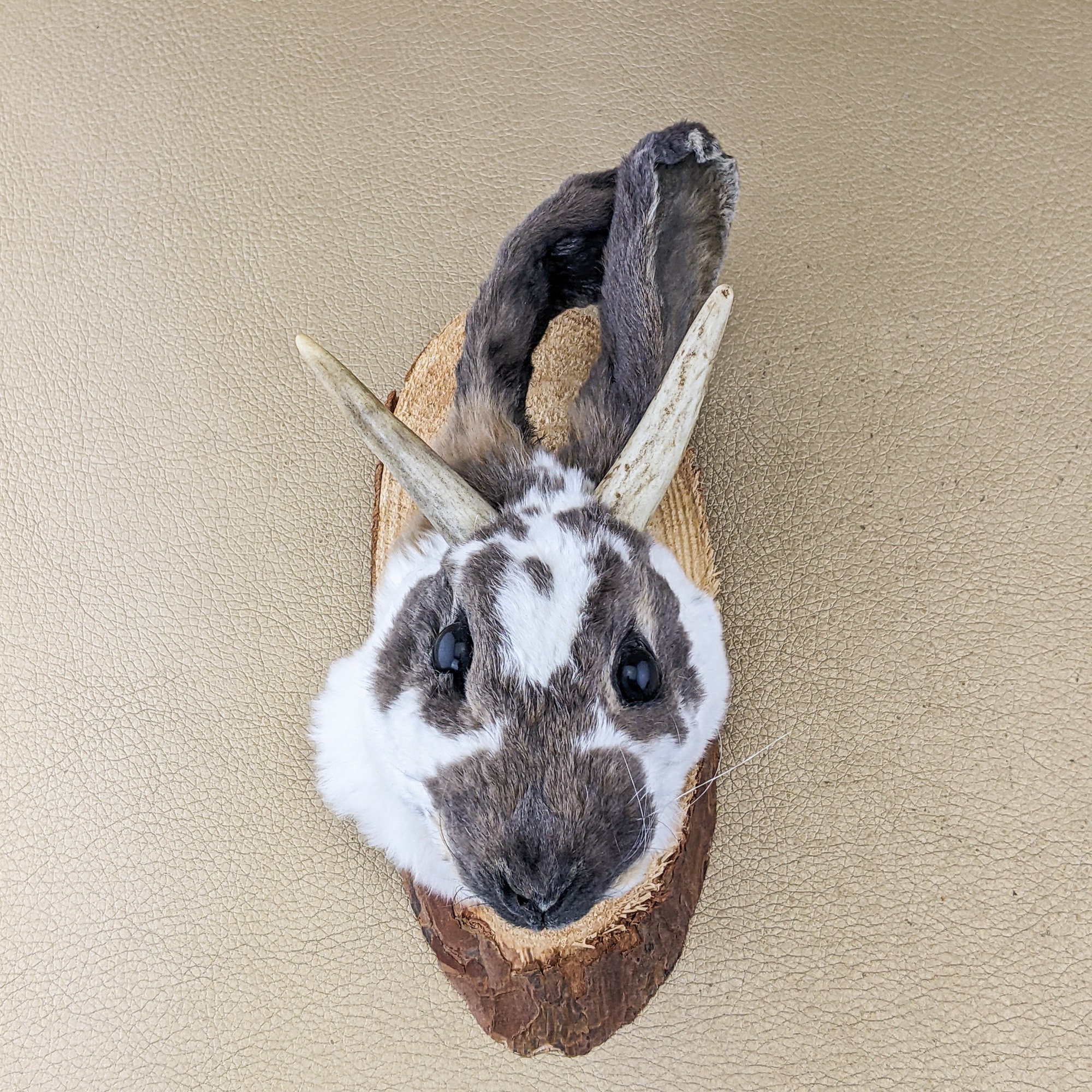 Mounted Jackalope