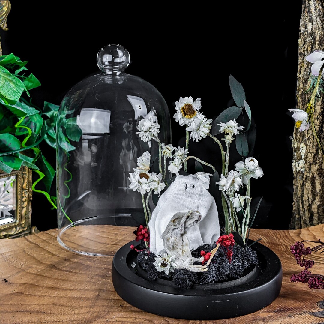 Lost Ghost, Moths & Baby Mouse Spooky Curio Cabinet Entomology ...