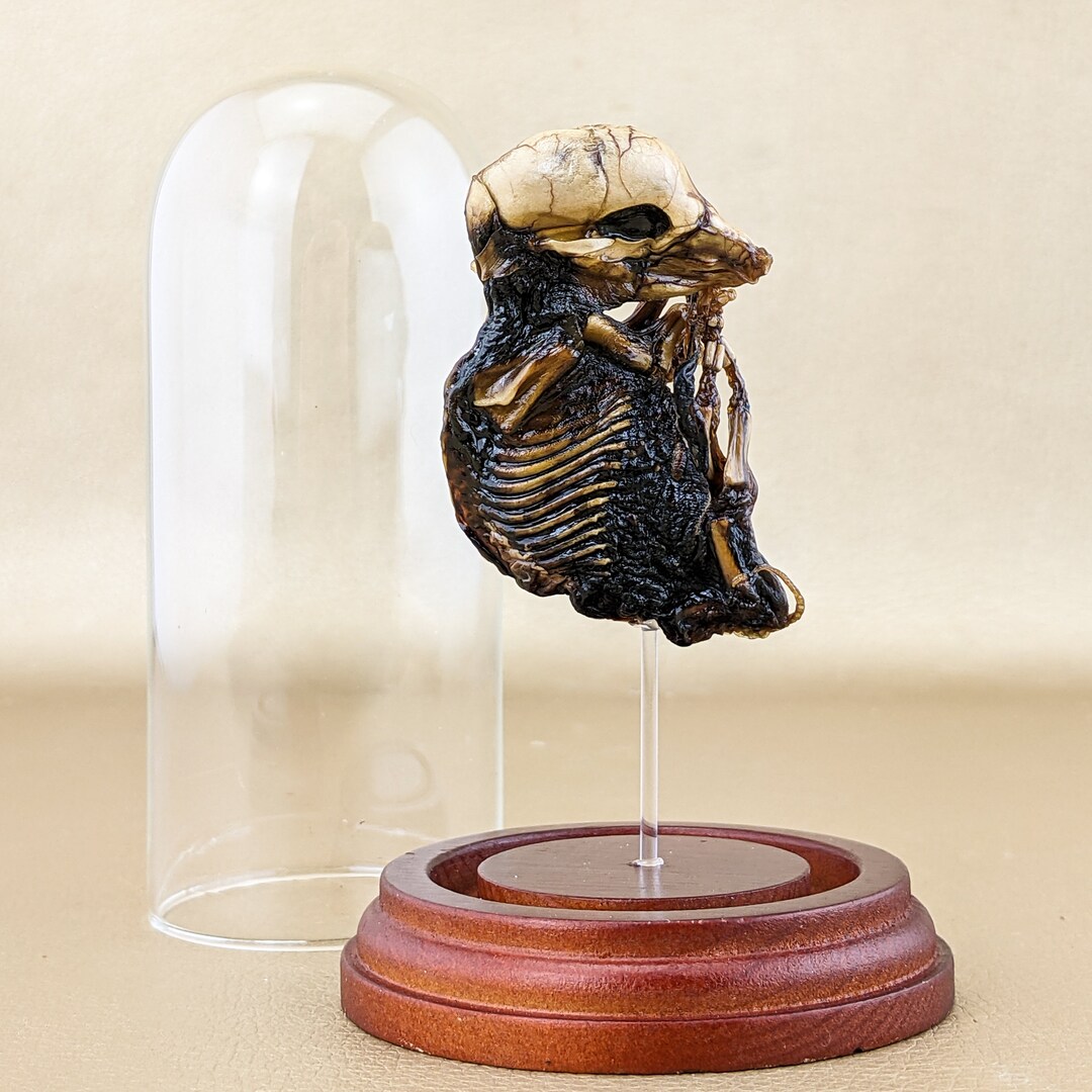 Fetal Pig Preserved Glass Dome Display Dry Taxidermy Oddities ...