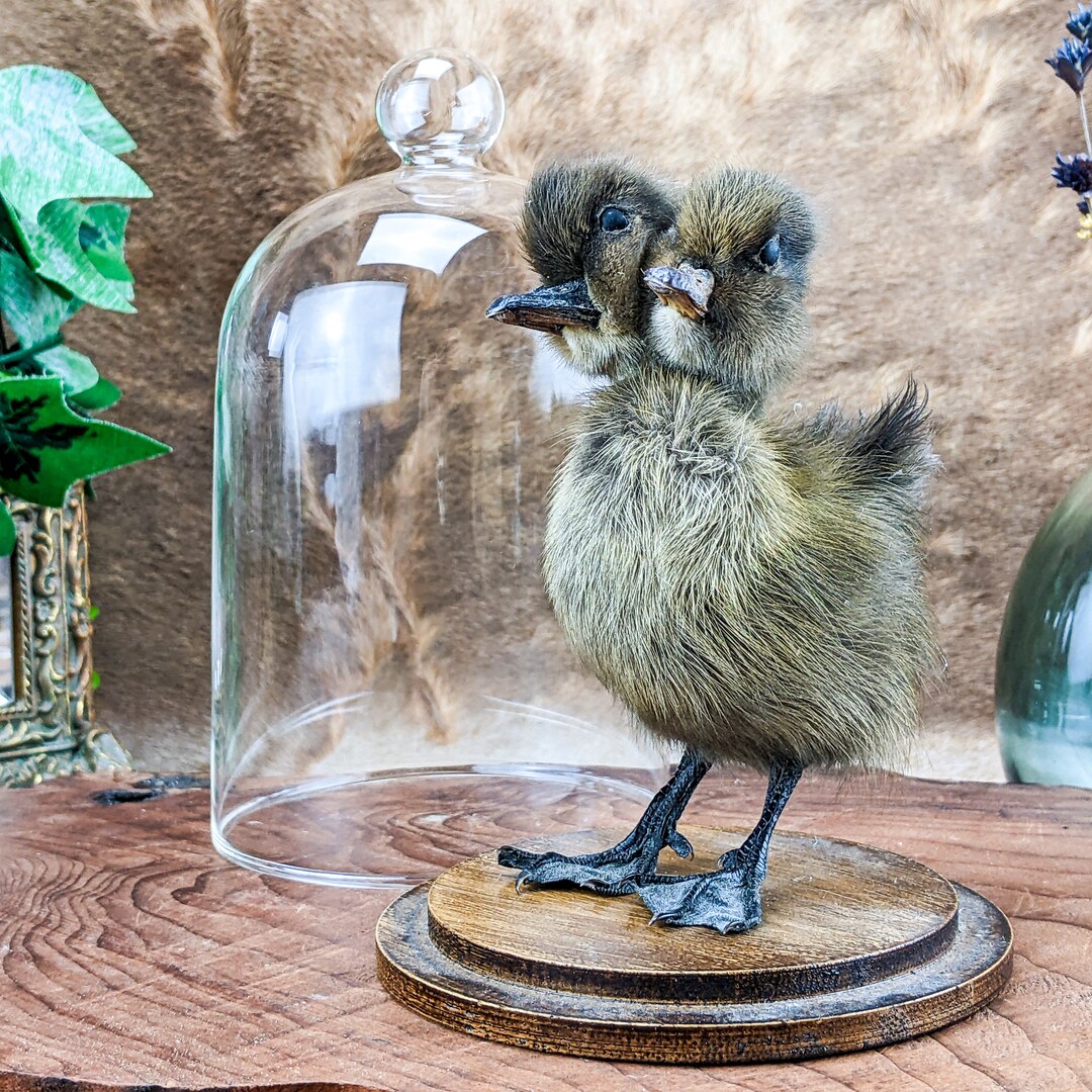 U50f 2 Two Headed Duck Duckling Display Dome Taxidermy - Etsy