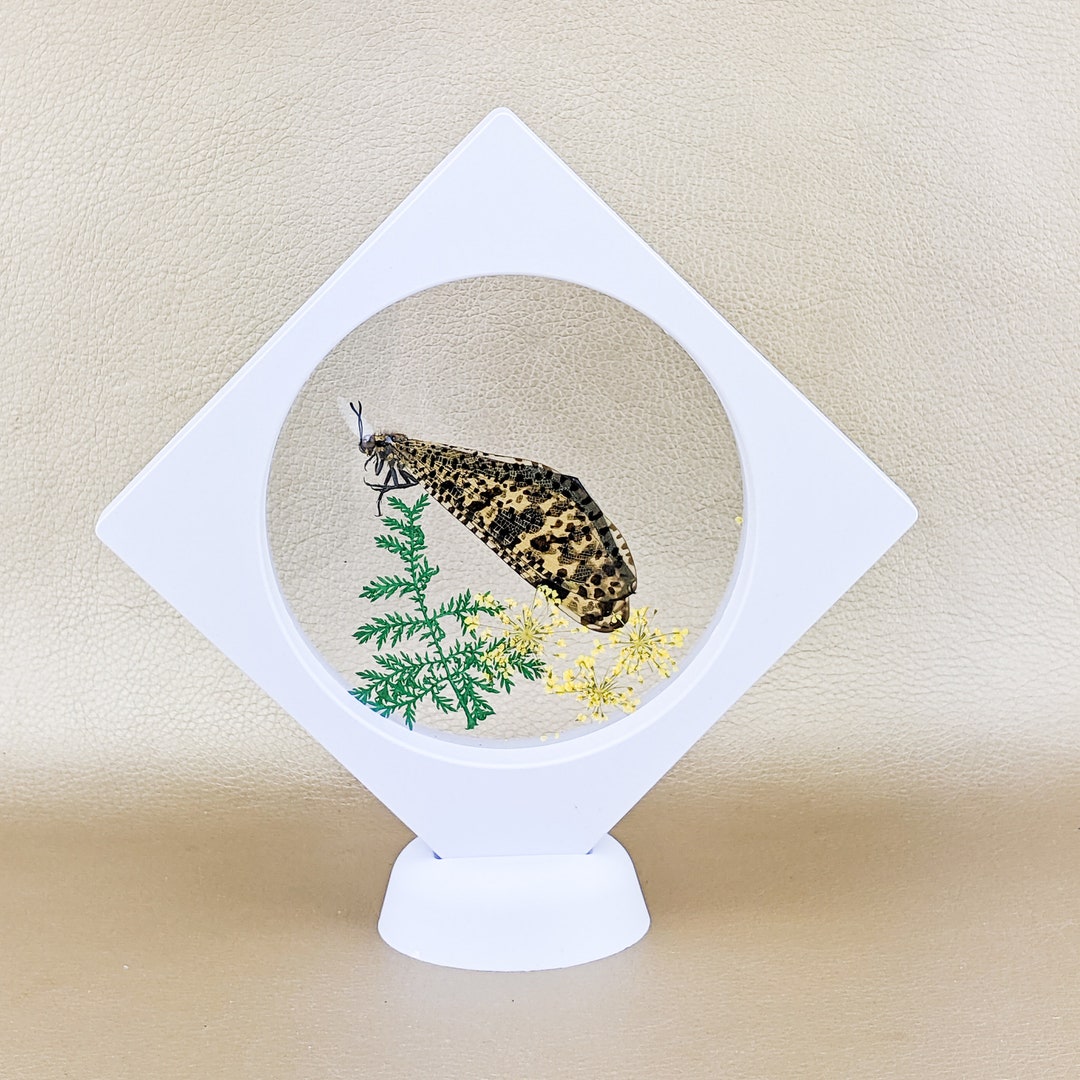 Leopard Antlions Dragonfly Floating Frame Display Entomology Taxidermy ...