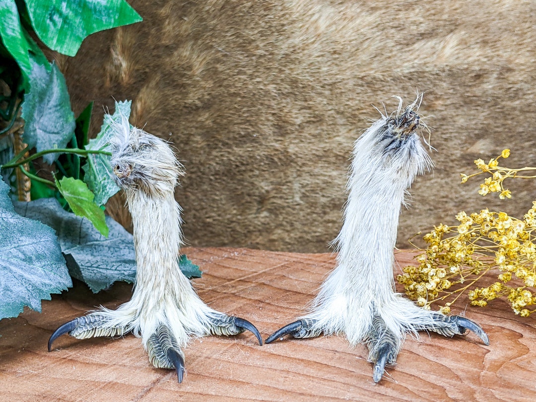 Sharp-tailed Grouse Bird Standing Spread Feet Taxidermy Oddity ...
