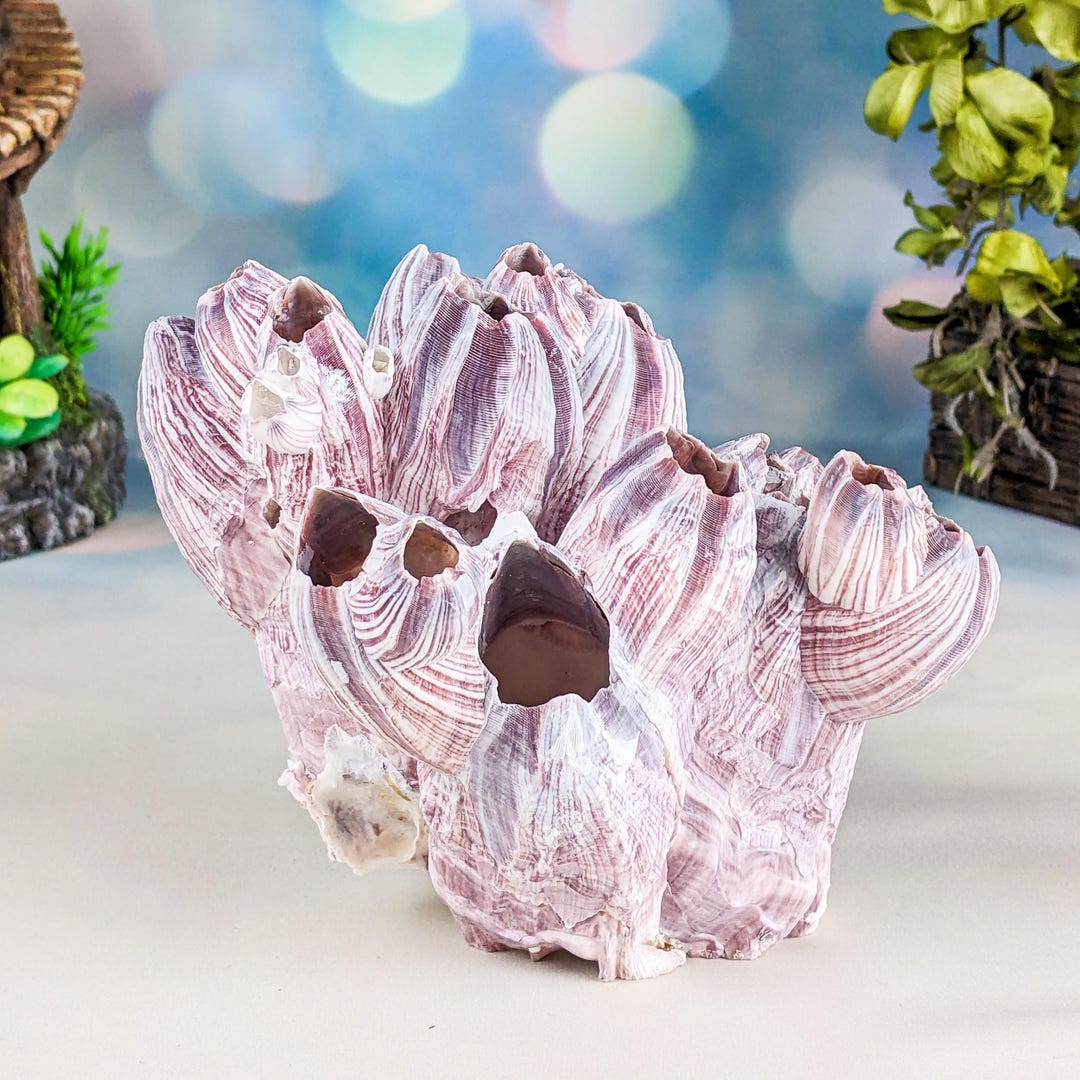 Ocean Pink Purple Barnacle Coral Cluster Coast Reef Aquarium Oddities ...