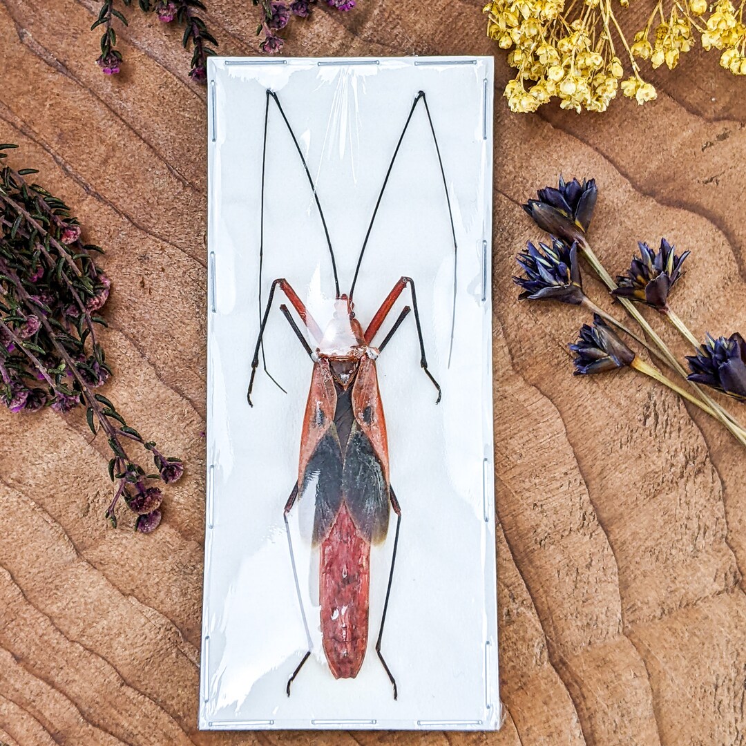 P90i Screaming Face Beetle Insects Entomology Taxidermy - Etsy