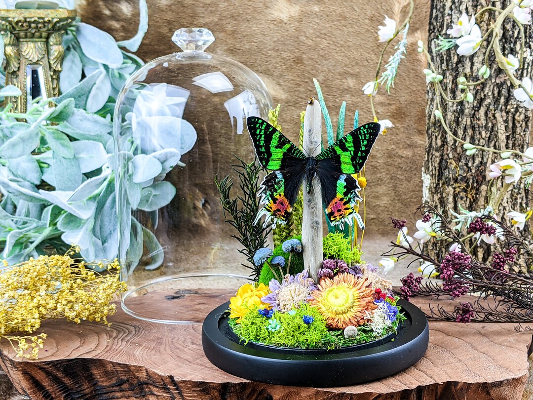 Bf39 Sunset Moth Butterfly Glass Dome Display Oddities Curiosities ...