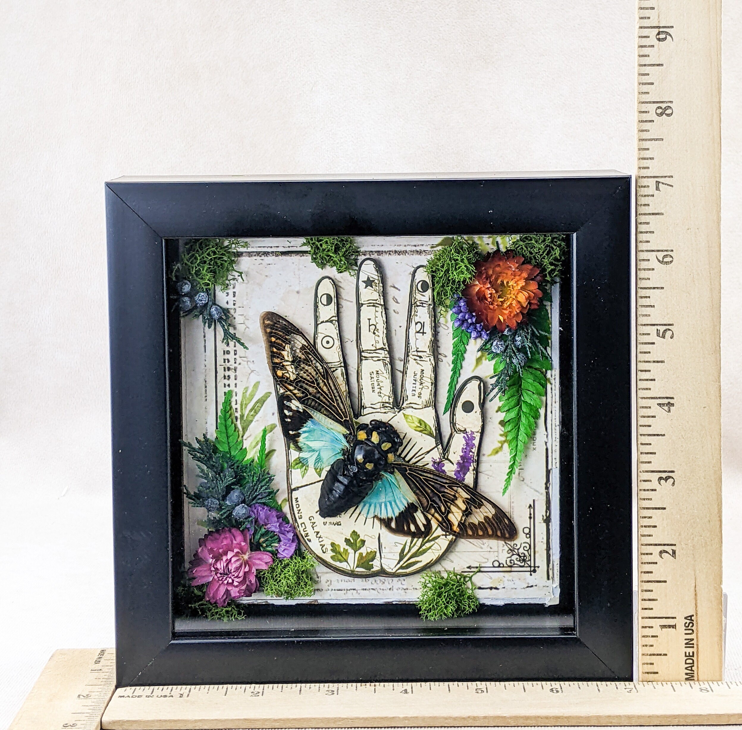Tosena Splendida Cicada Shadowbox Display Entomology Taxidermy Oddity ...