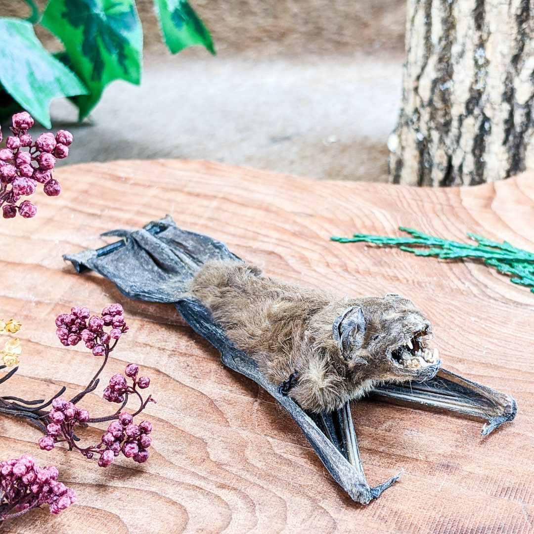 Real Hanging Bat Specimen Display Oddities Curiosities Collectible ...