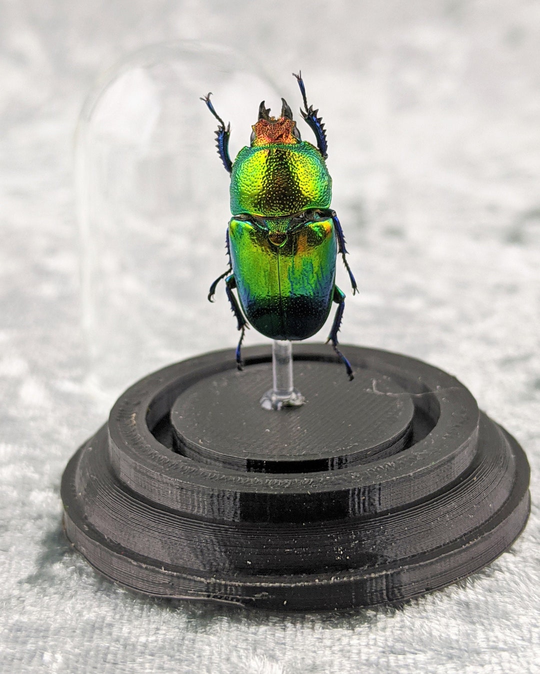 A24B Mt Arfak Stag Beetle Female Specimen Glass Display Entomology ...