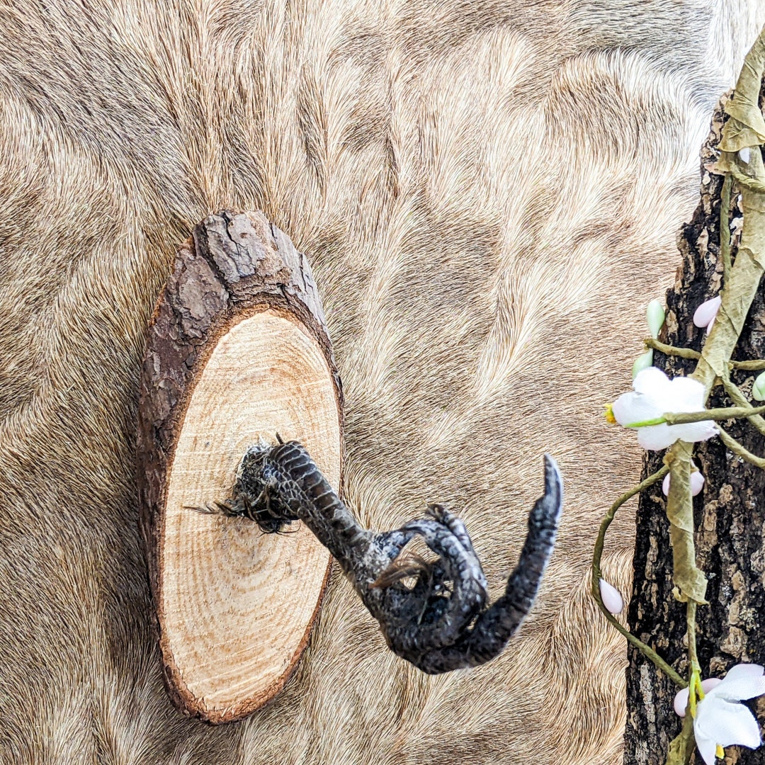 U38d Pheasant Foot Claw Finger Flipping the Bird Taxidermy - Etsy