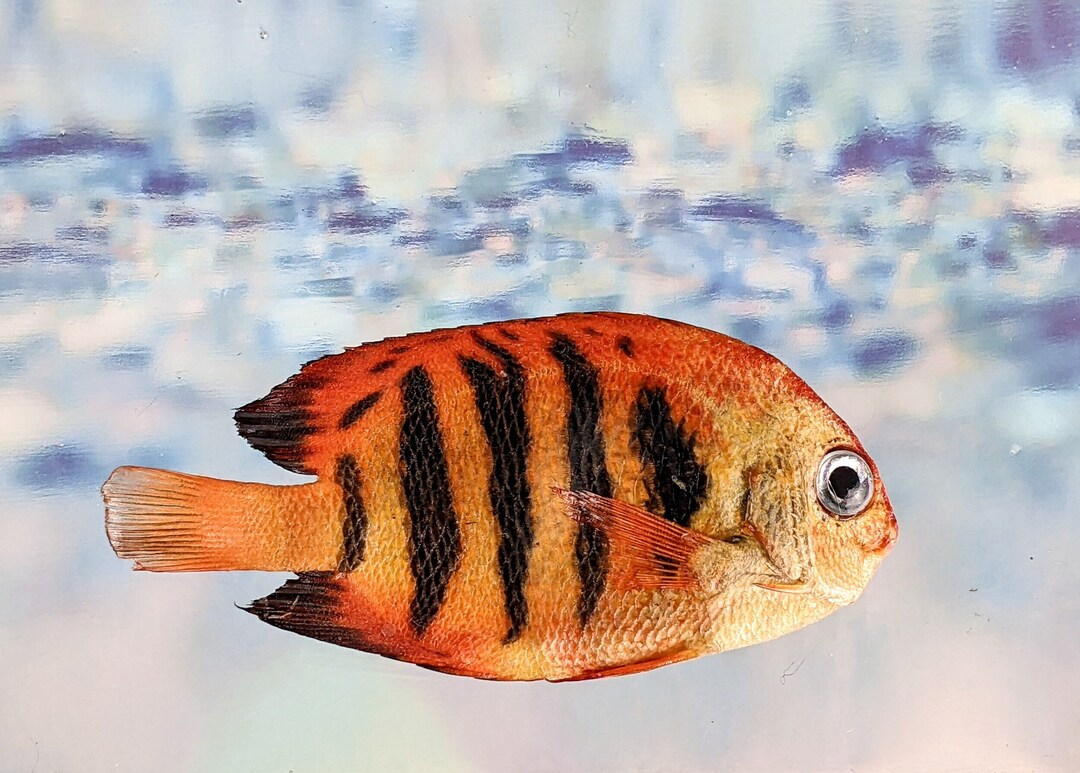 Fsh41 Flame Angelfish Fish Specimen Taxidermy Oddity Collectible ...