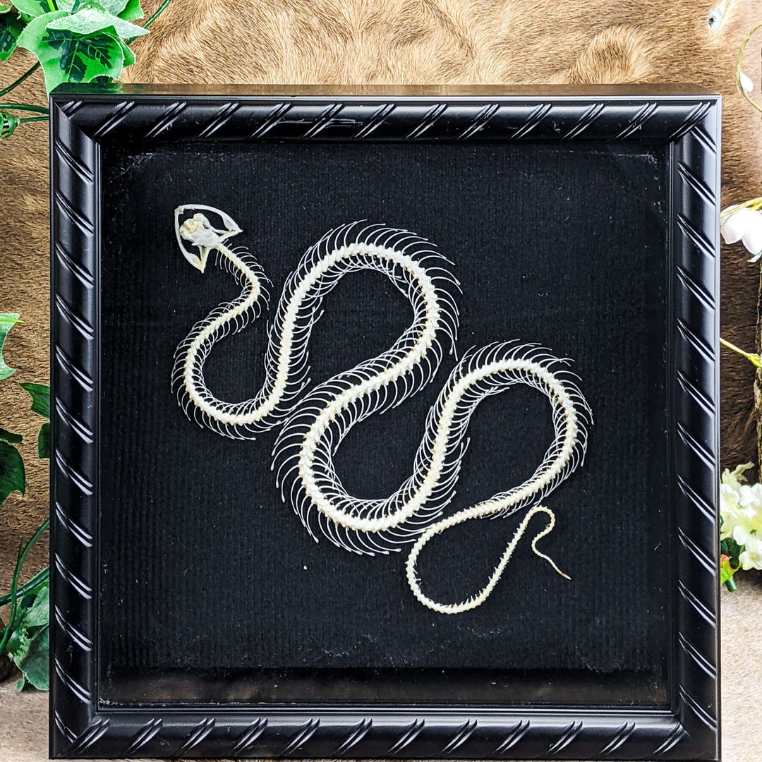 White Lipped Pit Viper Snake Skeleton Taxidermy Oddities Curiosities ...