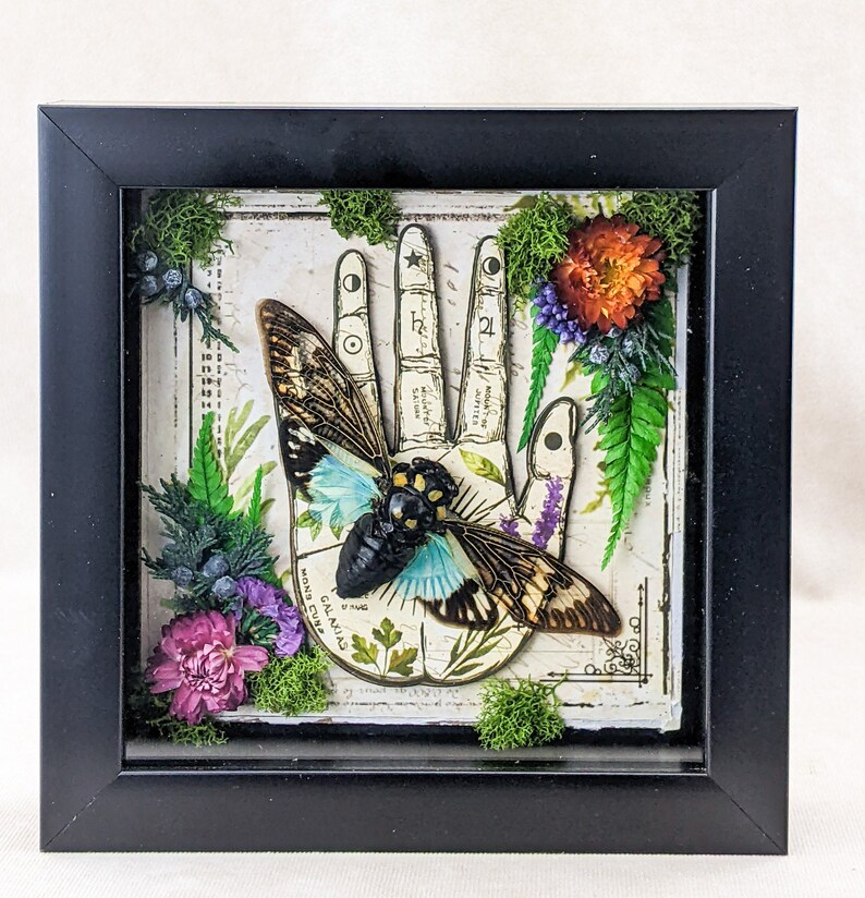 Tosena Splendida Cicada Shadowbox Display Entomology Taxidermy Oddity ...