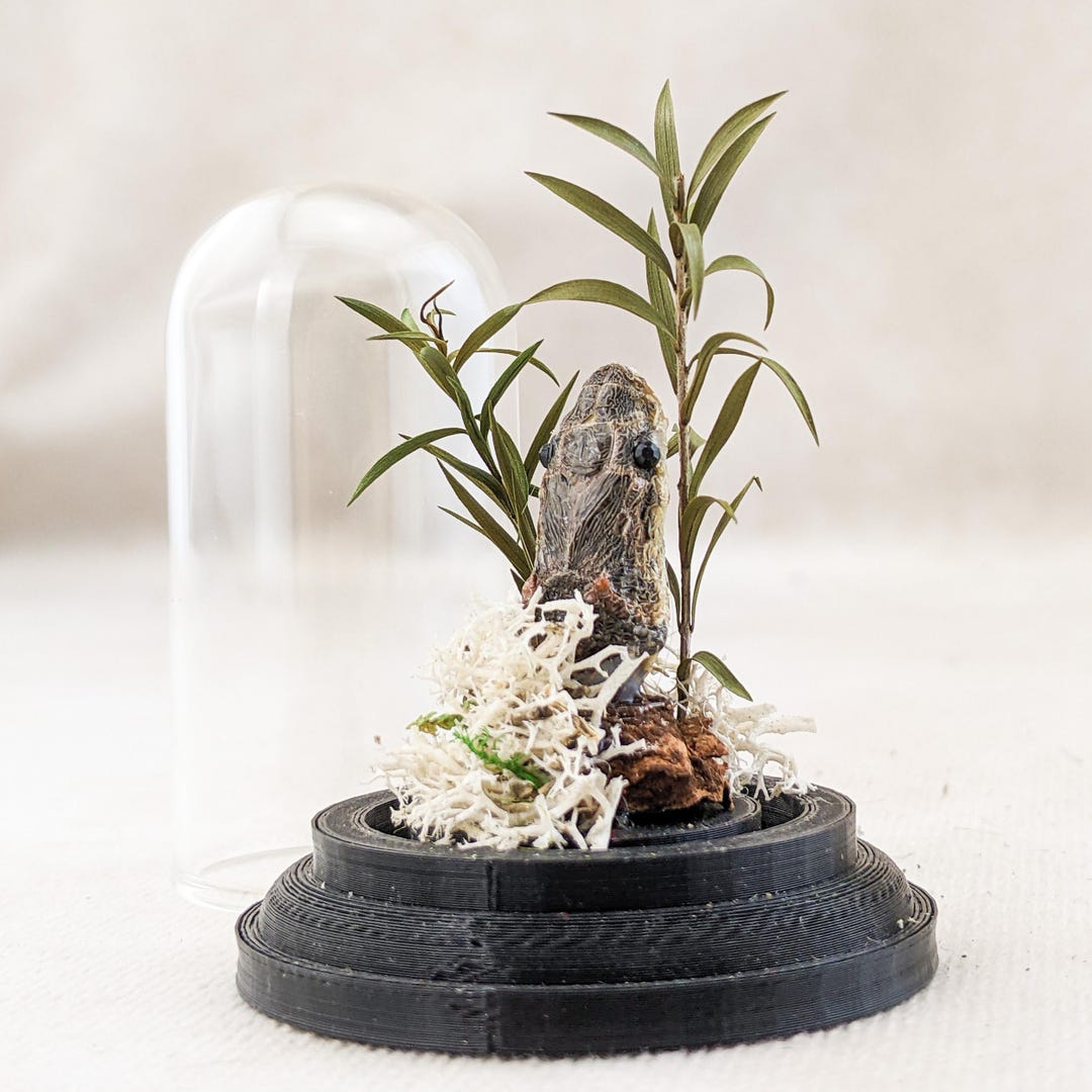 Red Banded Snake Head Taxidermy Oddities Curiosities Glass Dome Display ...