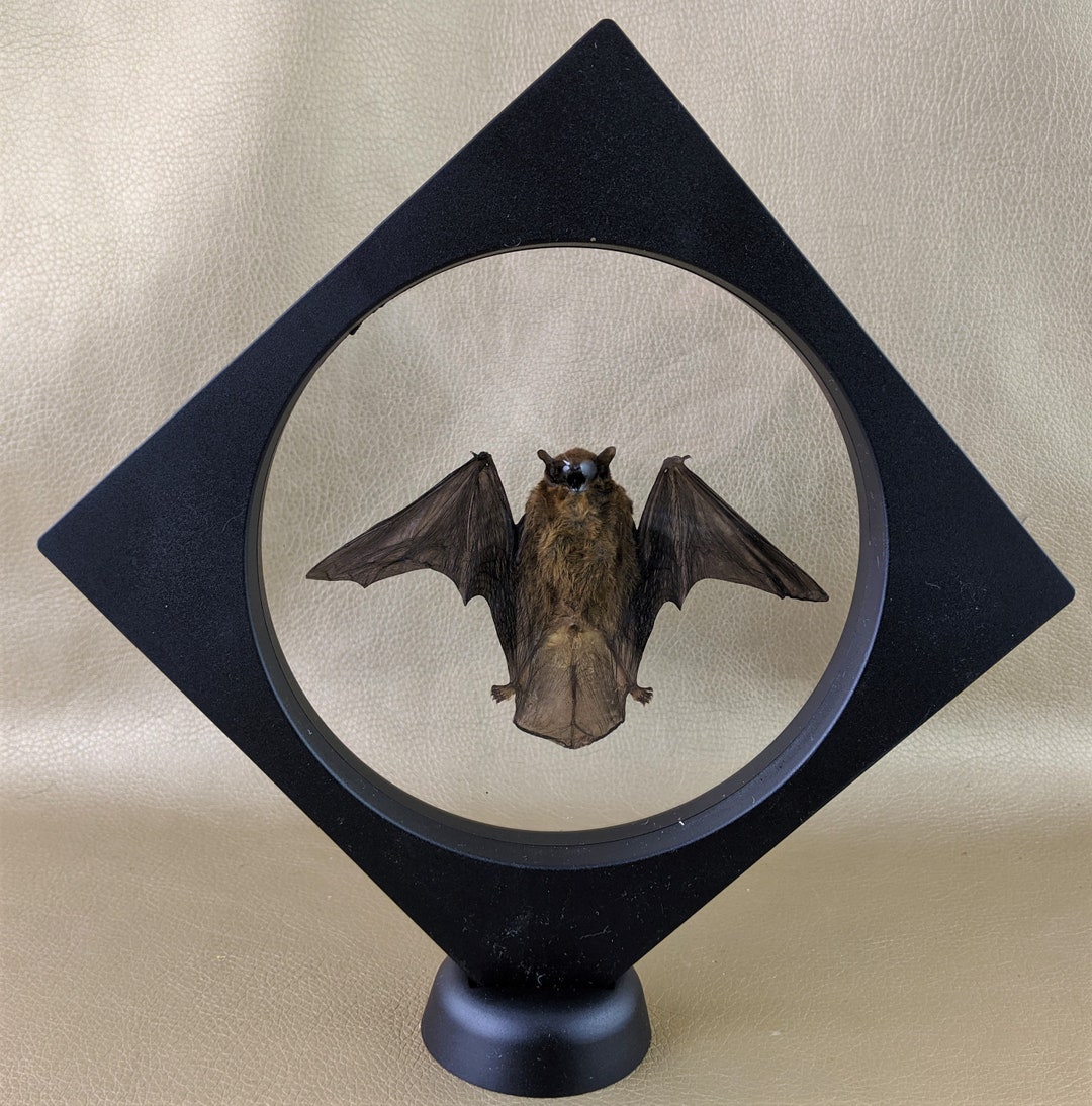 S61 Flat Headed Bamboo Bat Floating Display Oddities Curiosities ...
