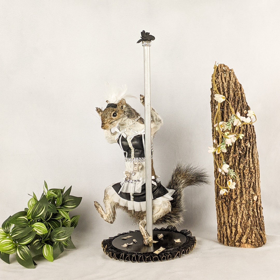 Stripper Squirrel Pole Burlesque Showgirl Taxidermy Oddities ...