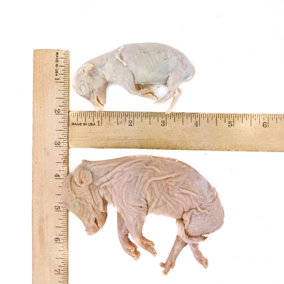 Fetal Pig Skeleton