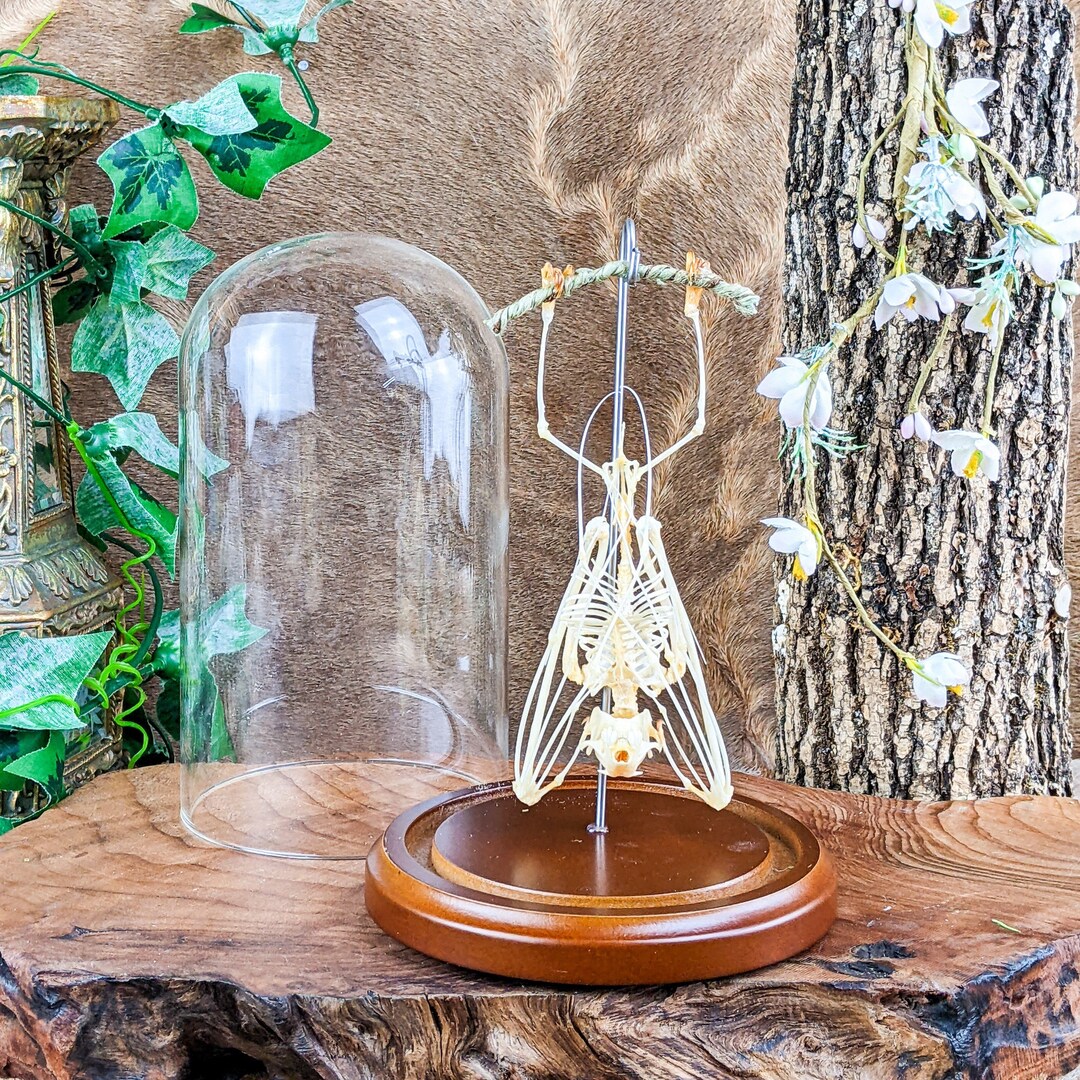 Bat Skeleton Glass Dome Display Taxidermy Oddities Curiosities ...