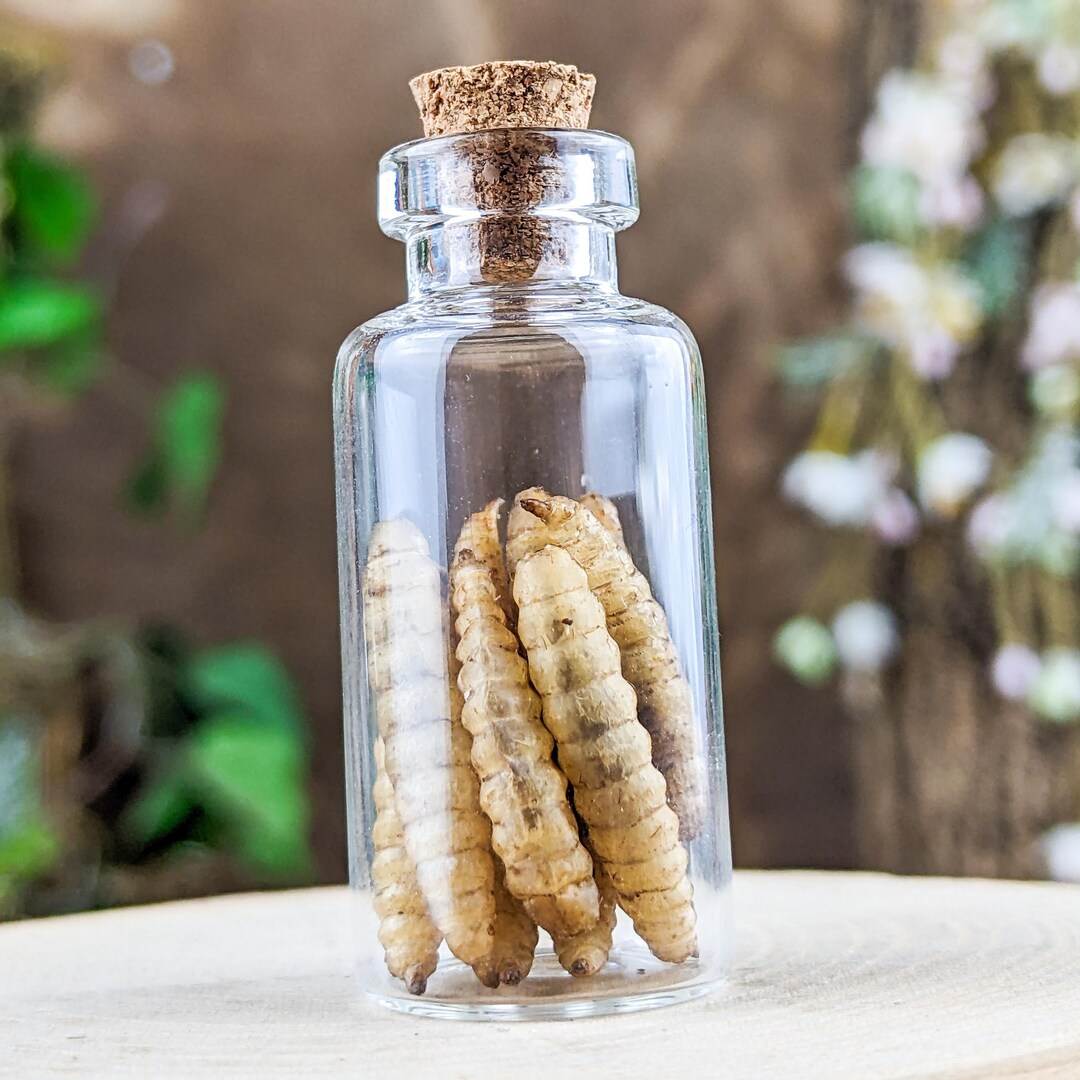 Larvae Maggots Blowfly 10 Specimen Real Oddity Curiosity Witch Spell ...