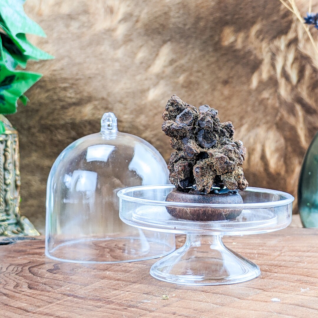 D34k Genuine Dinosaur Poop Fossil Dome Gag Gift Oddities Curiosities ...