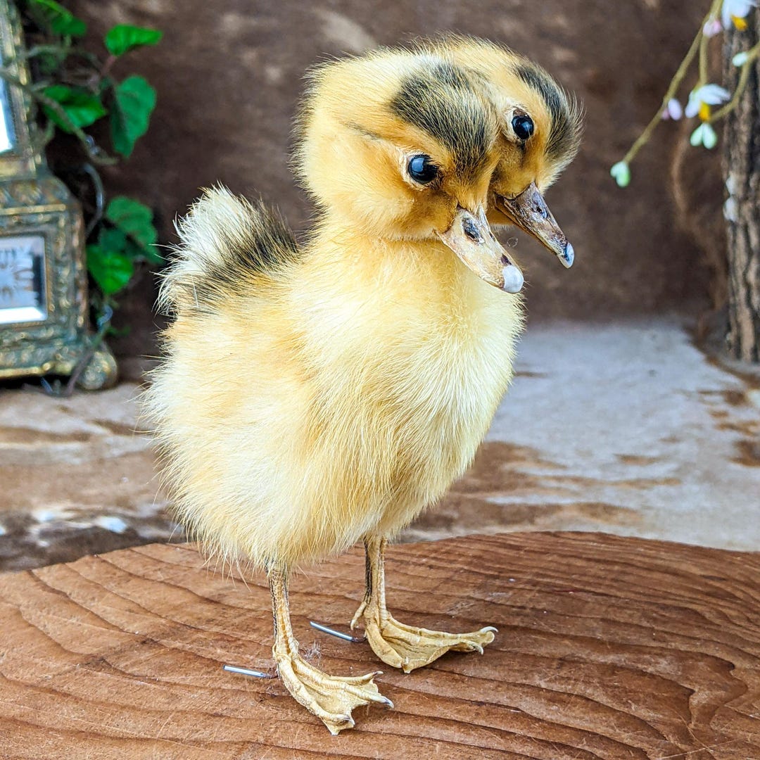 Two Headed Duck Duckling Taxidermy Oddities Curiosities Collectible ...