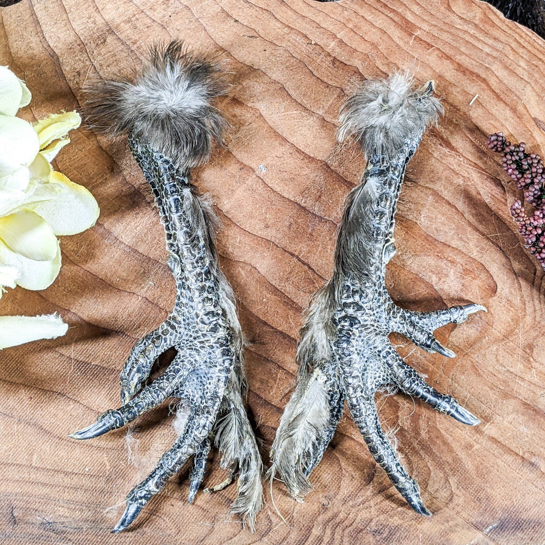 5 Toed Feathered Chicken Feet Taxidermy Curiosities Oddities Crafts ...
