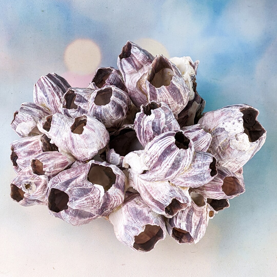 Q50a Ocean Pink Purple Barnacle Coral Cluster Coast Reef - Etsy