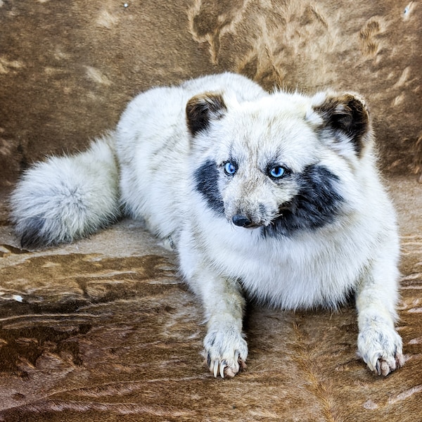 Fox Taxidermy - Etsy