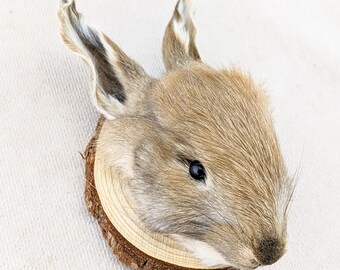 Scenic City Oddities