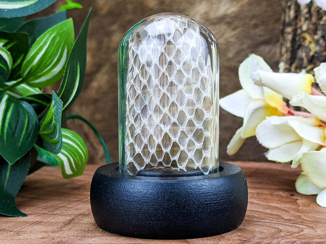 Y36 Snake Skin Shed Dome Display Taxidermy Oddities Curiosities ...