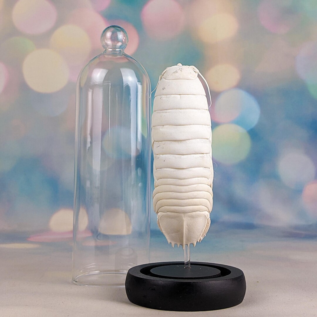 Giant Sea Isopod Glass Dome Display Taxidermy Oddities Curiosities ...