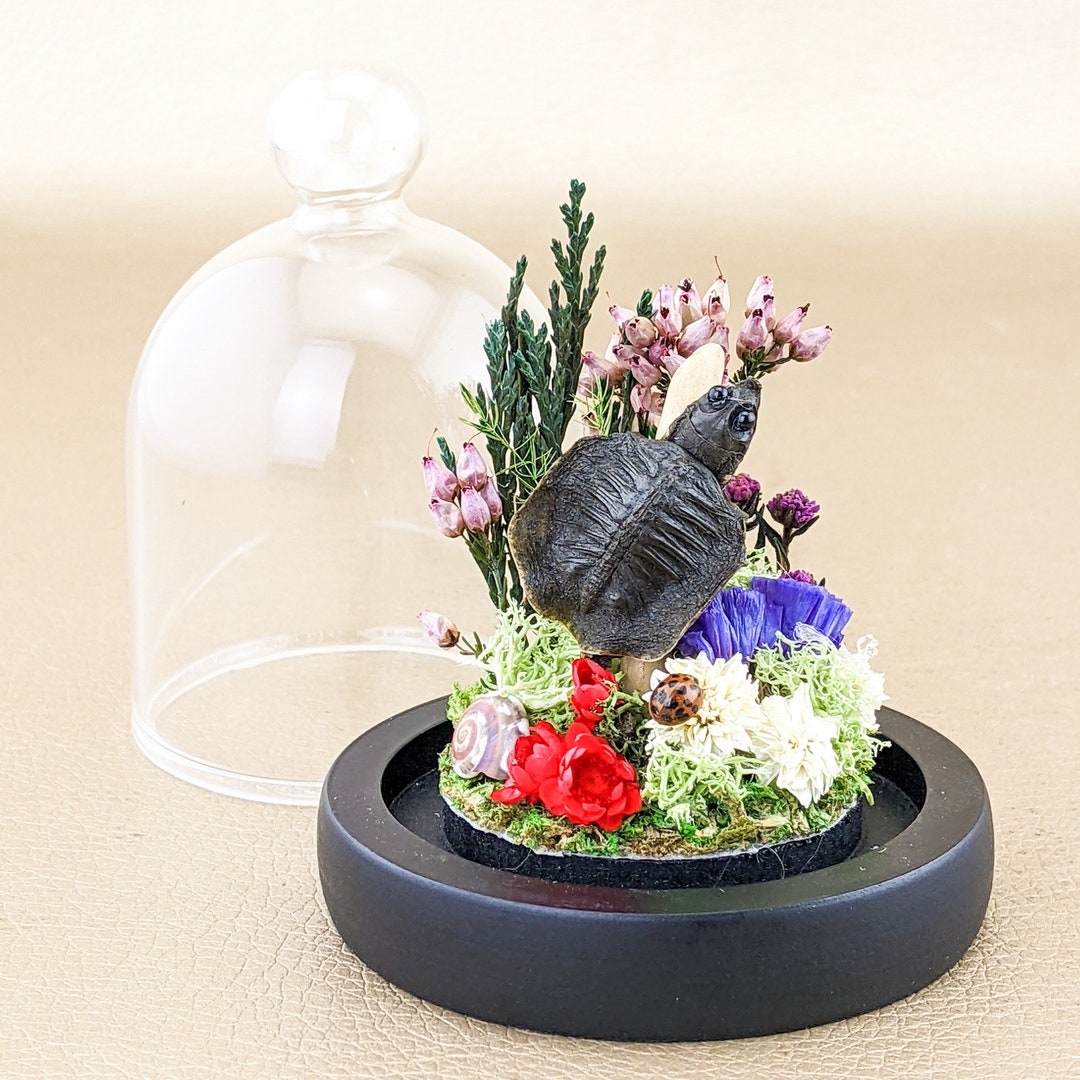 D46f Aquarium Soft Shelled Baby Turtle Glass Dome Display Oddities ...