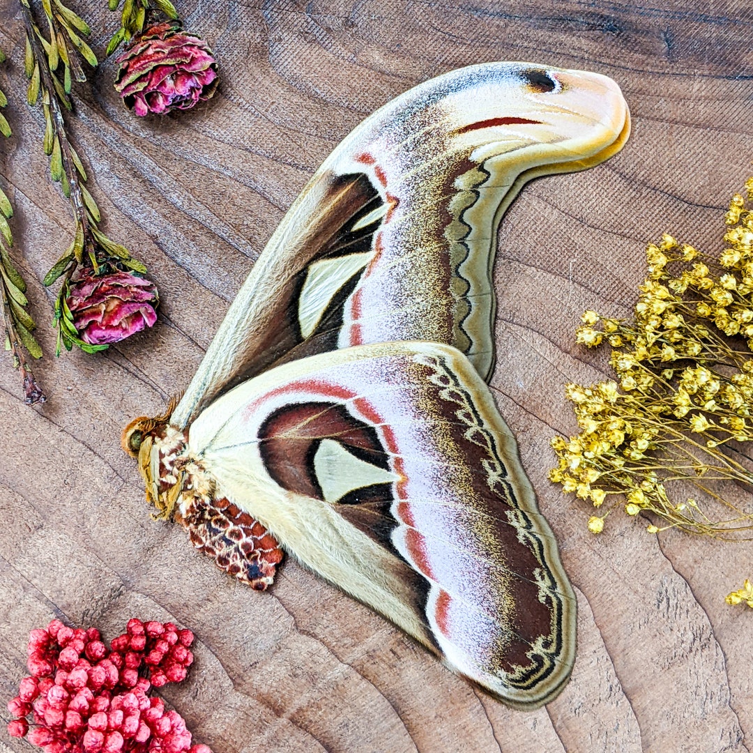 K71 LG Real Attacus Atlas Male unspread Wings Closed Moth - Etsy