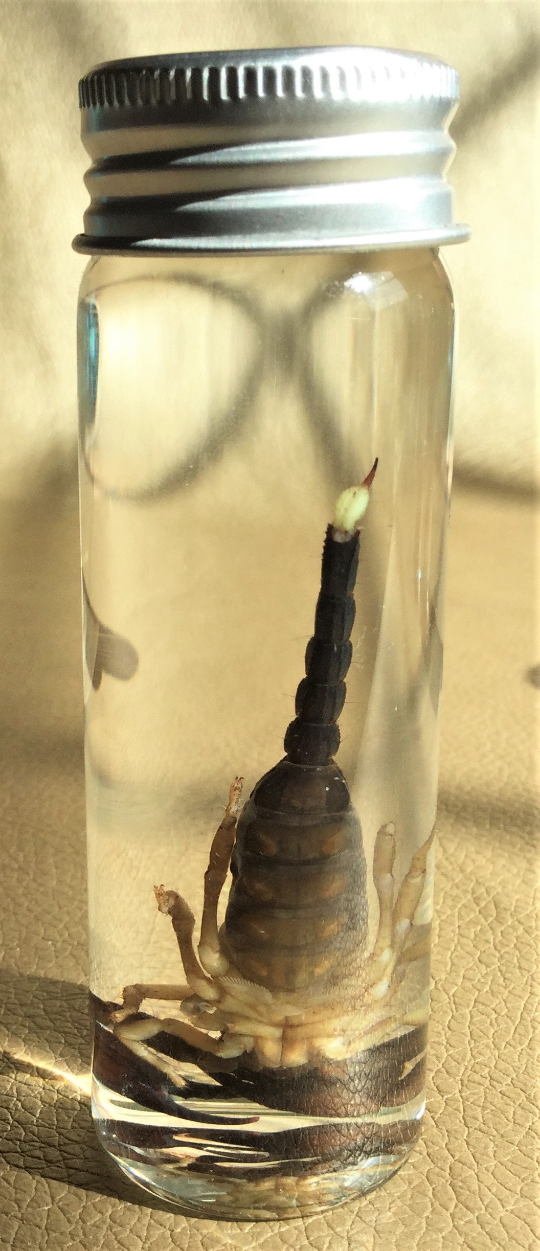 CS Large Striped Bark Scorpion Real Preserved in a jar Wet | Etsy