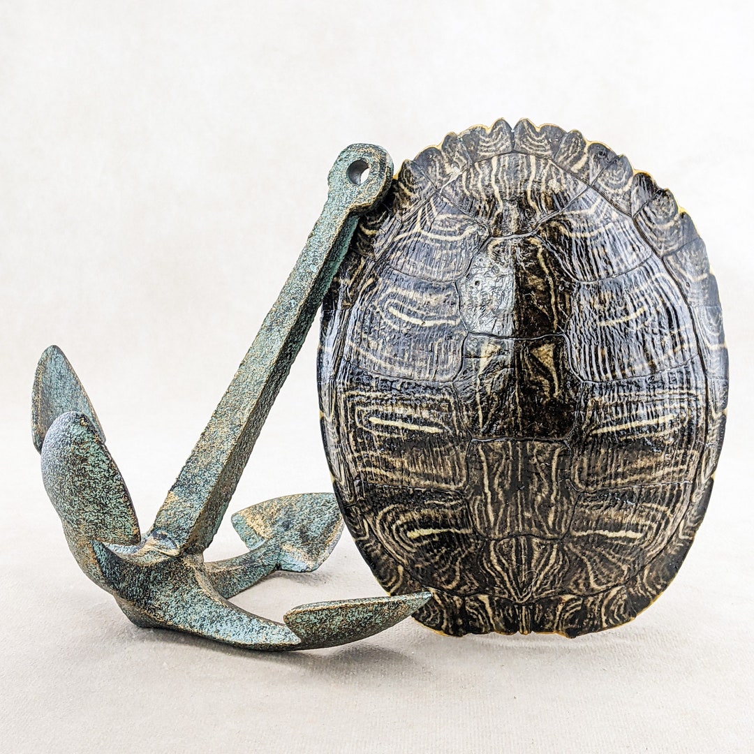P8h Red Eared Slider Turtle Shell Anchor Display Taxidermy Curiosities ...