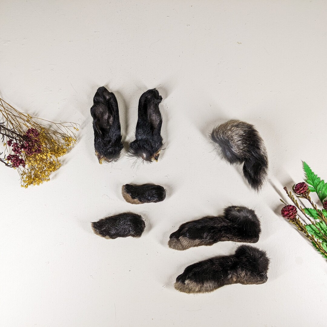 Lg Rabbit Feet Tail Ears 3 1/2-4 1 Set 7 Real Matched Craft Bunny ...