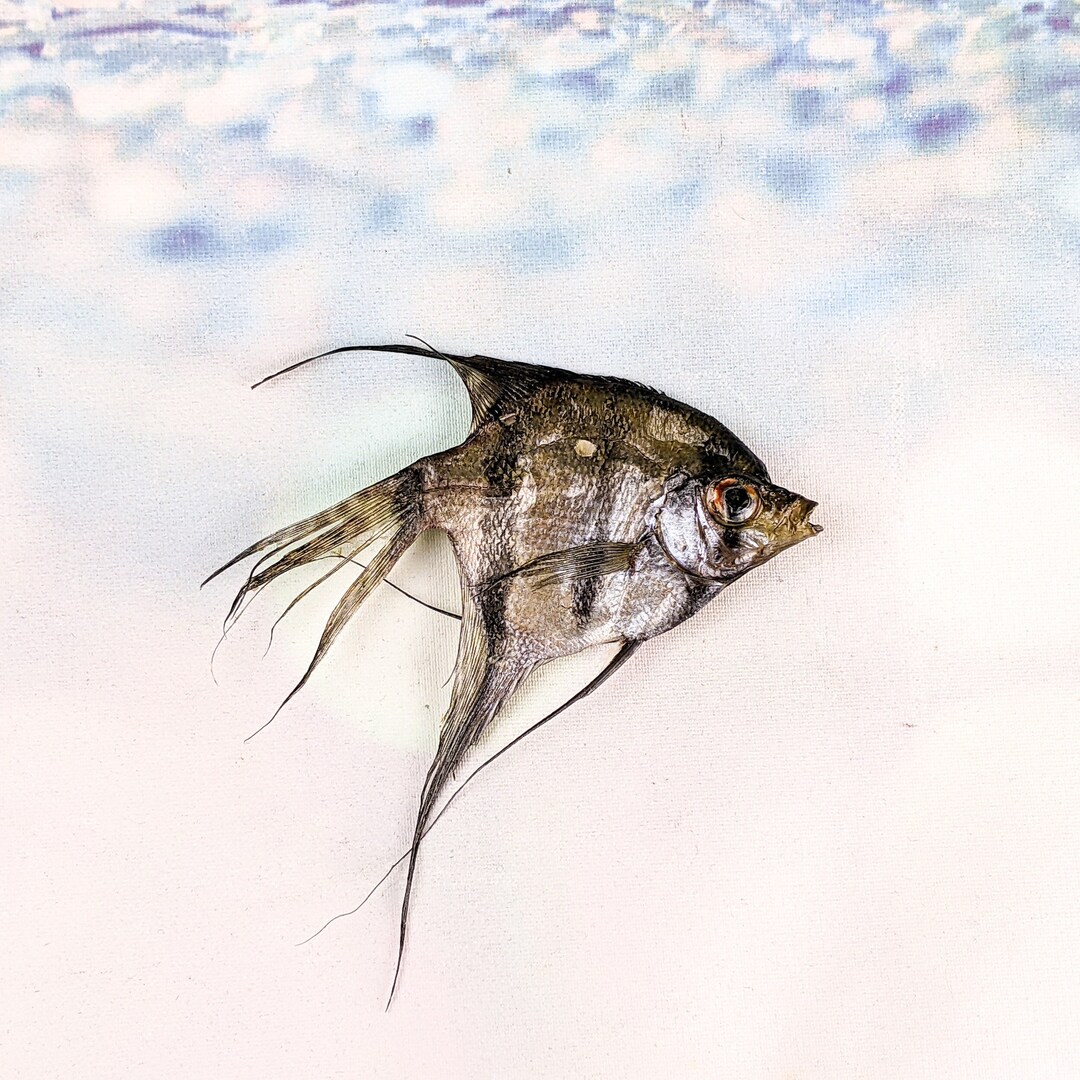 Fsh18 Freshwater Angelfish Fish Specimen Taxidermy Oddity Collectible ...