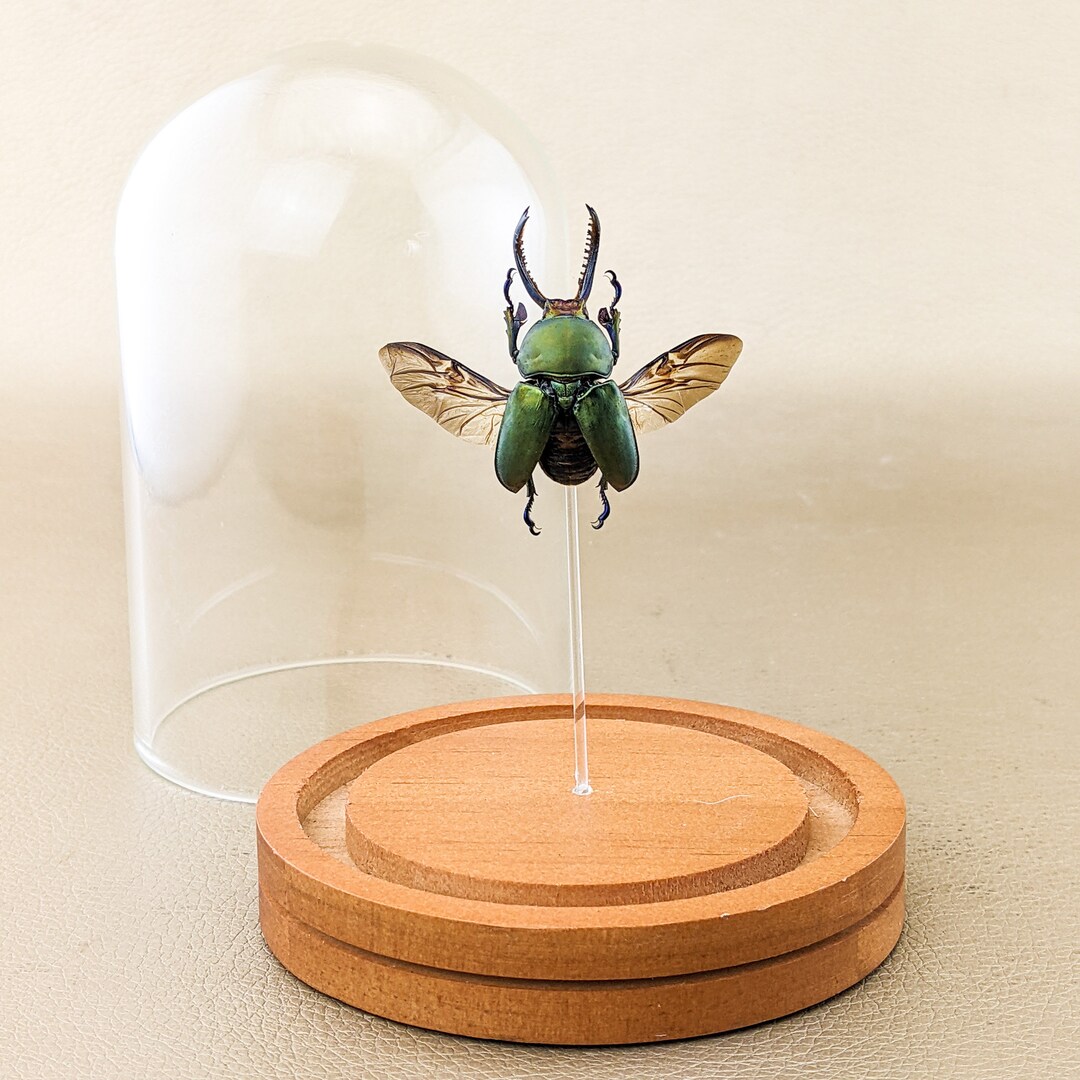 R21c Mt Arfak Stag Beetle Spread Dome Display Entomology Taxidermy ...