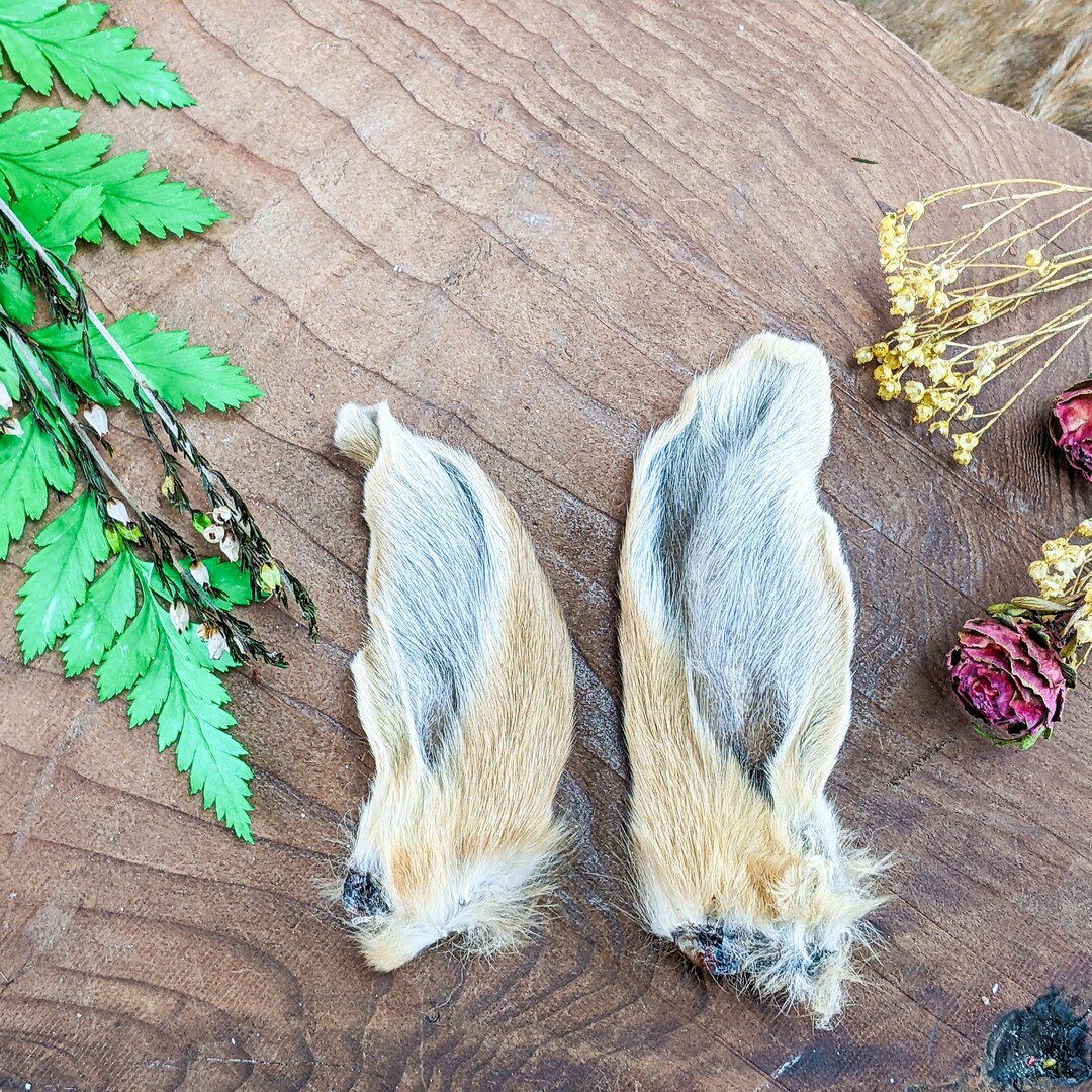 RE2 Pair Bunny Rabbit Ears 3 1/4 3 1/2 Specimen Taxidermy Oddities ...