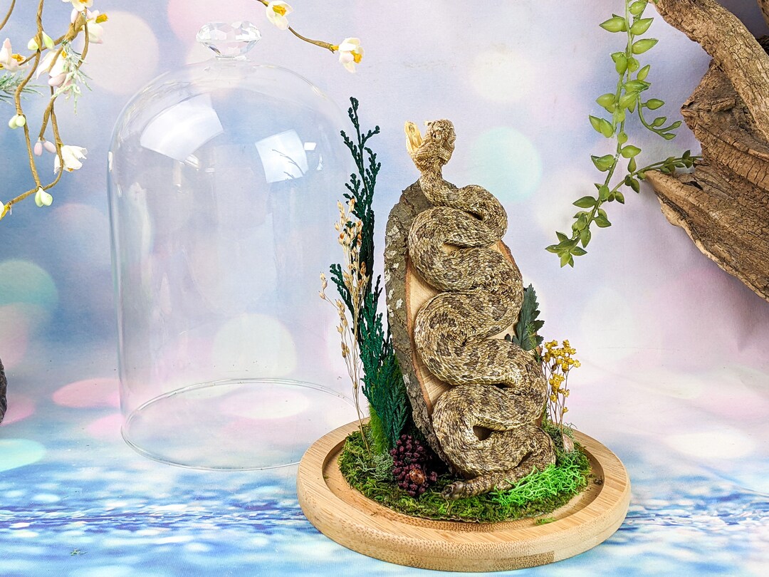 Z23d BABY Rattlesnake Glass Dome Display Snake Taxidermy - Etsy