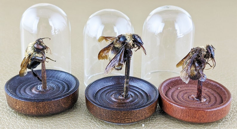 CBNC Taxidermy Bumble Bee Nectar Collector Glass Dome Display - Etsy Canada
