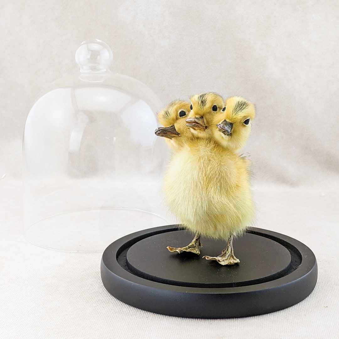 3 Headed Duck Duckling Gaff Glass Dome Species: A. Platyrhynchos ...