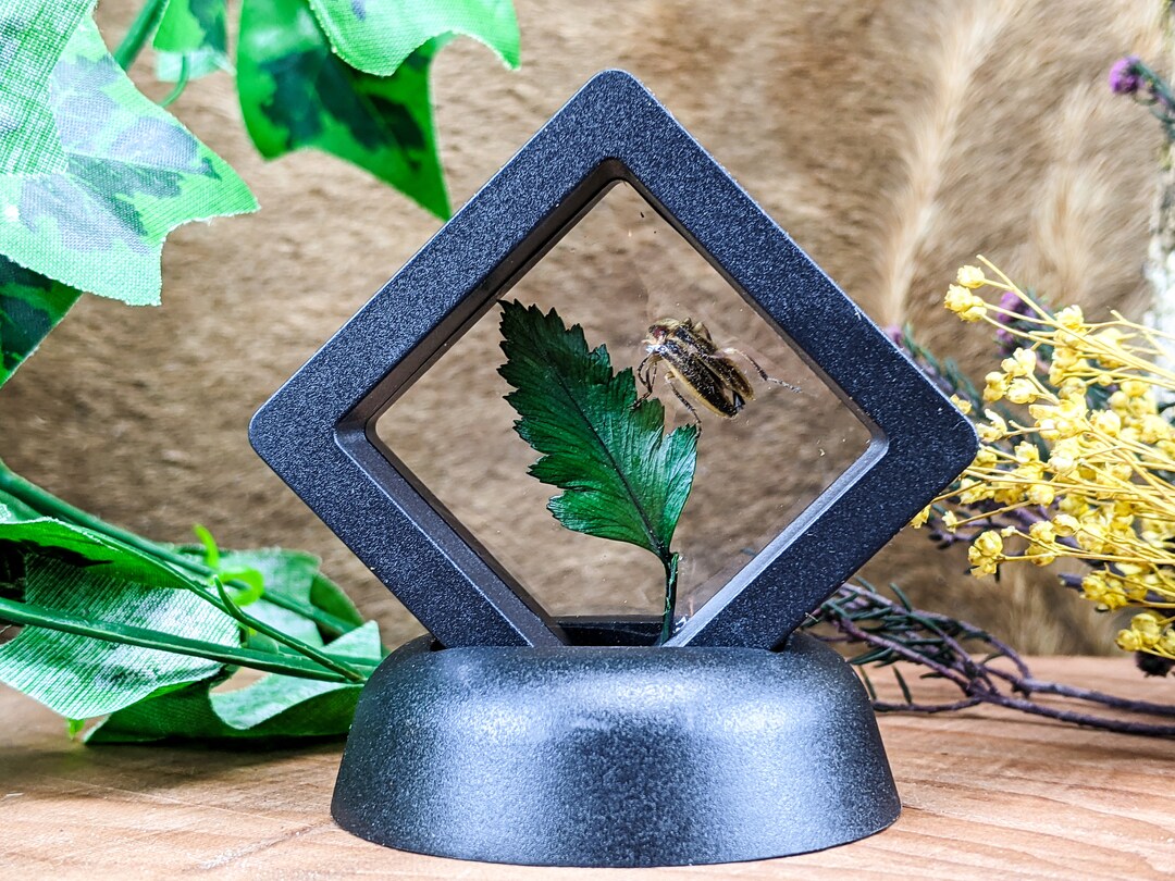 I49g Firefly Lightening Bug Beetle Entomology Taxidermy Display ...