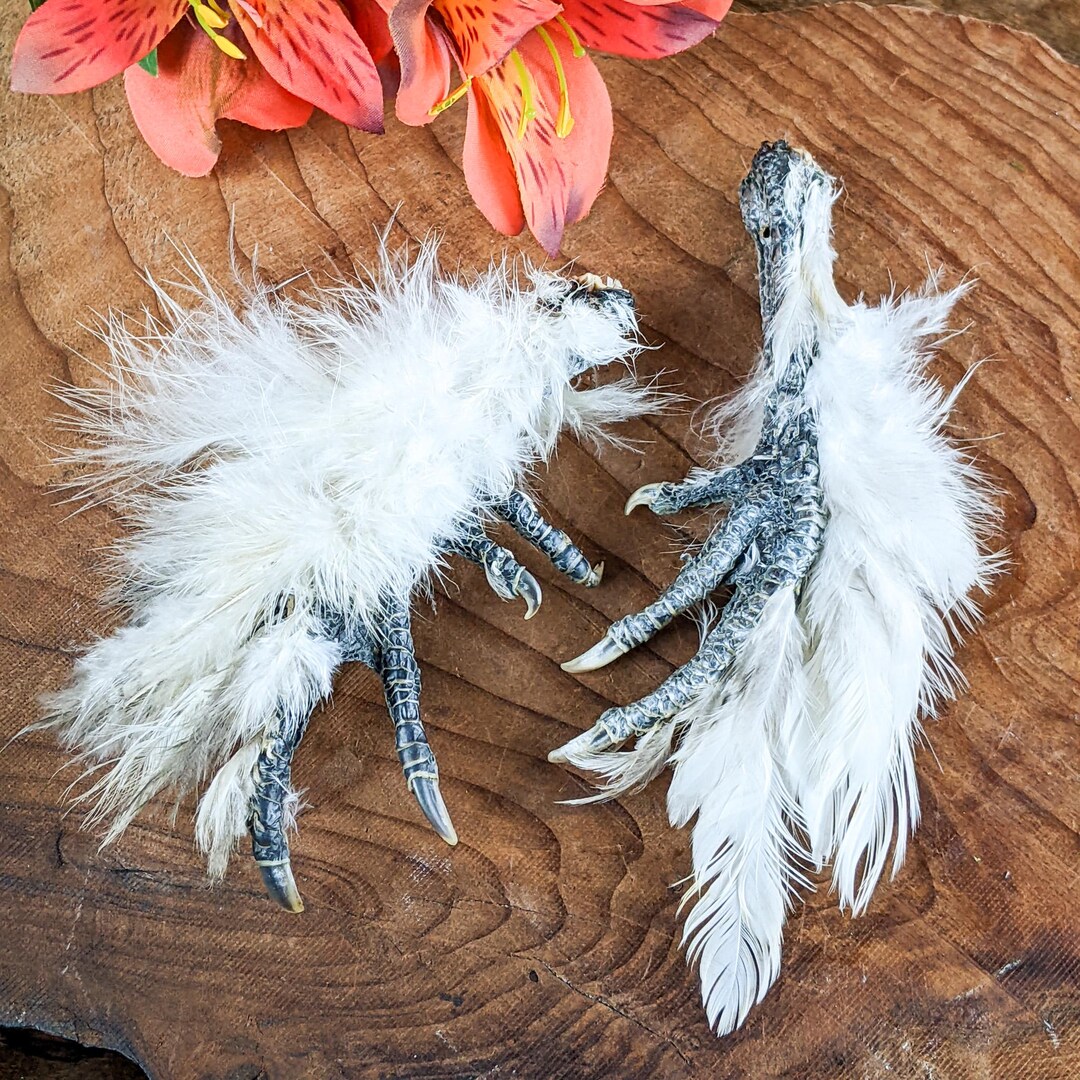 Monster Chicken Foot Extra Toe Taxidermy Curiosities Oddity Talisman ...