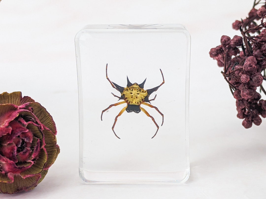 X40a Spiny Orb Weaver Spider in Resin Arachnid Display Oddities ...